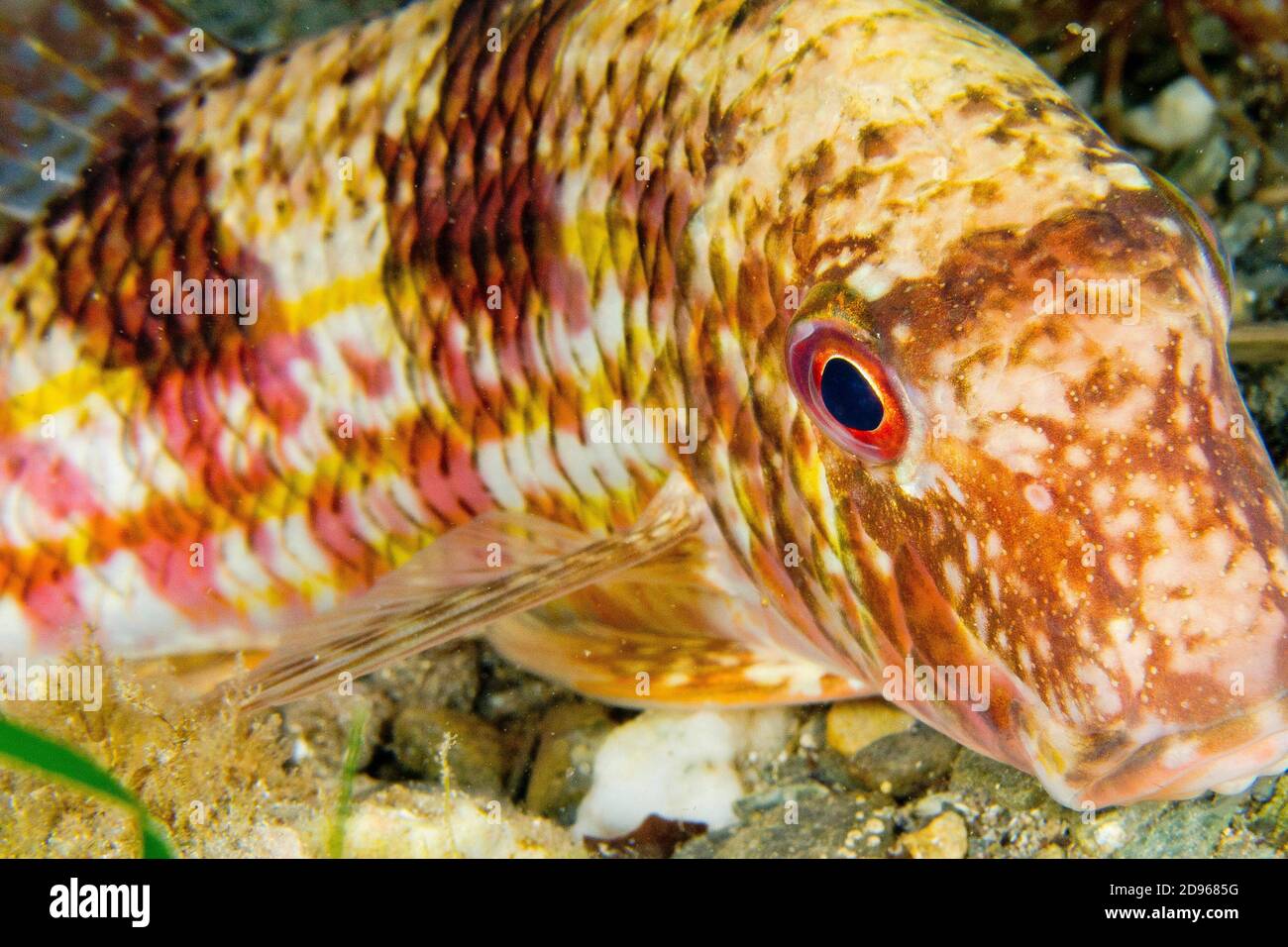 Striped mullet hi-res stock photography and images - Alamy