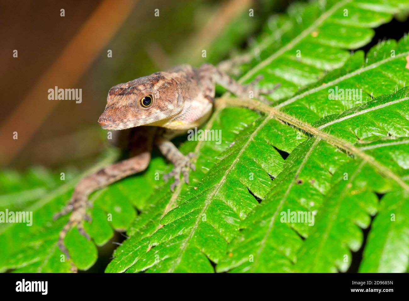Tropical anole lizard hi-res stock photography and images - Alamy