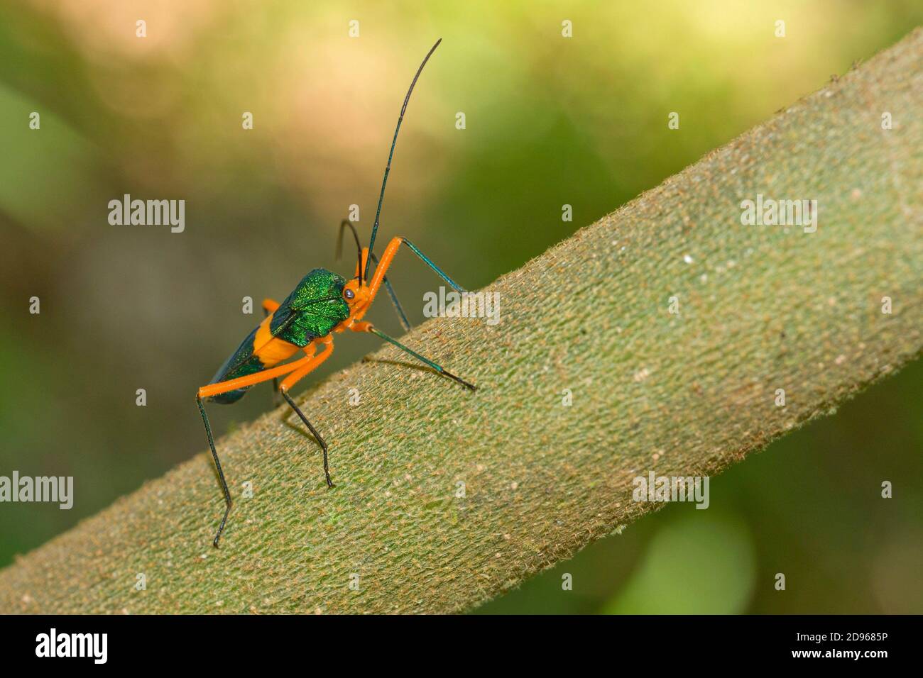 Costa rica hemiptera heteroptera hi-res stock photography and images ...