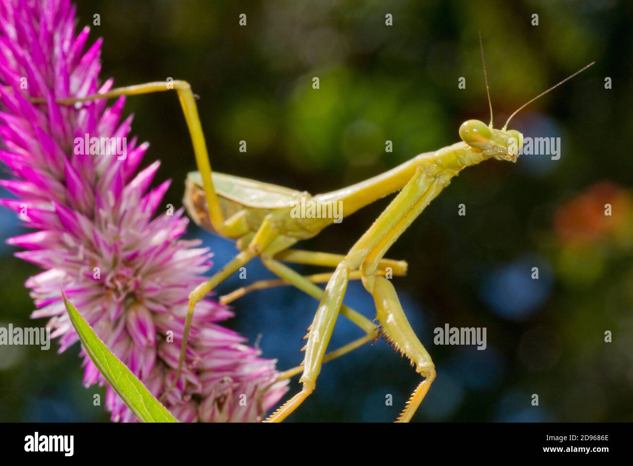 Mantis mantises hi-res stock photography and images - Alamy