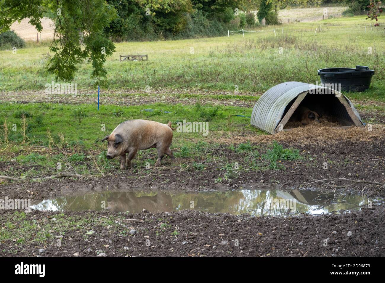 Pig in muddy pigsty Stock Photo - Alamy