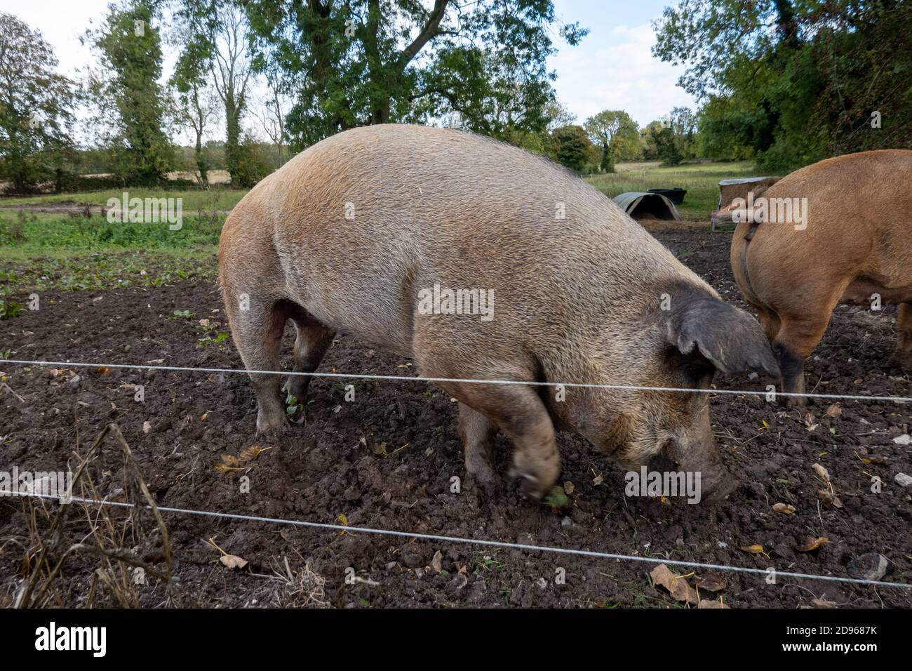 Pig in muddy pigsty Stock Photo - Alamy