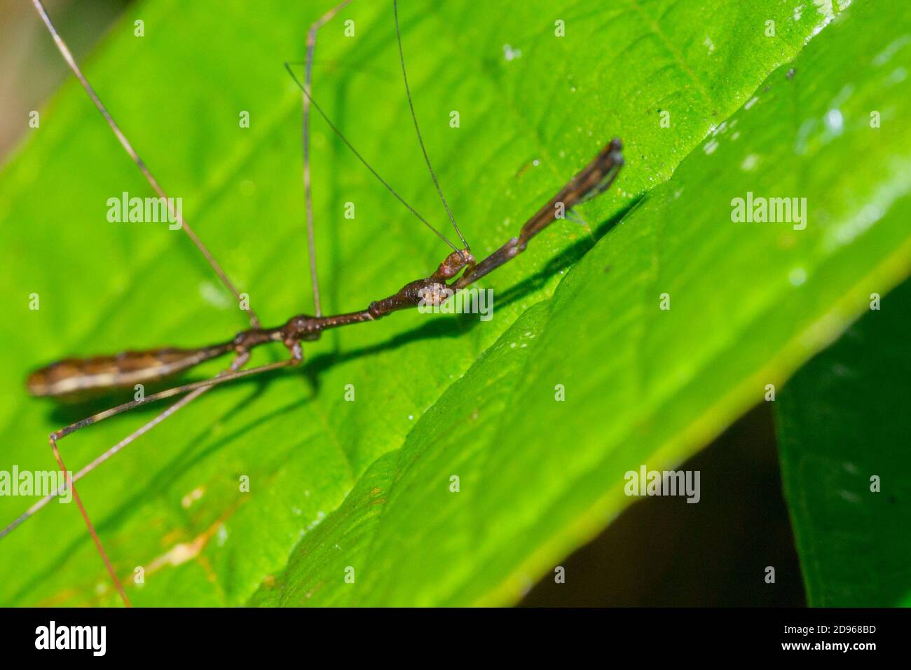 Stick insect costa rica wildlife hi-res stock photography and images ...