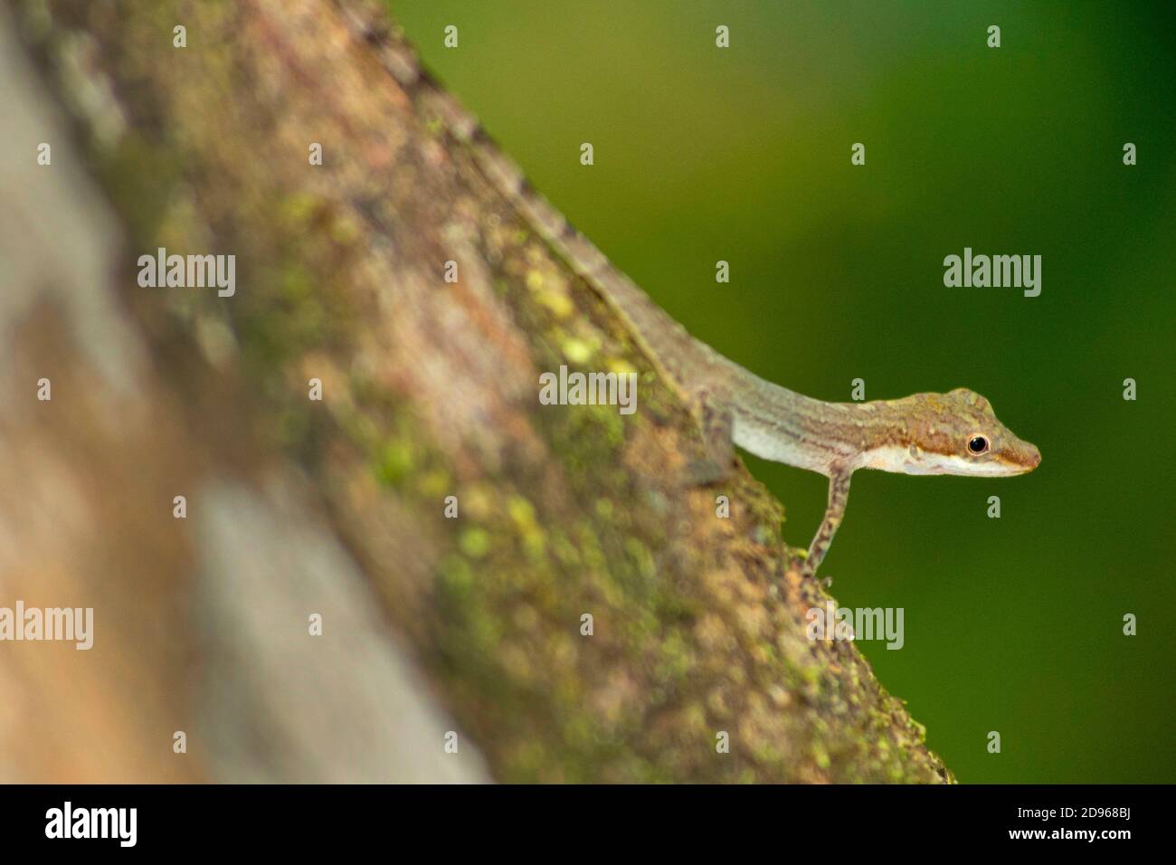 Lizard america hi-res stock photography and images - Alamy
