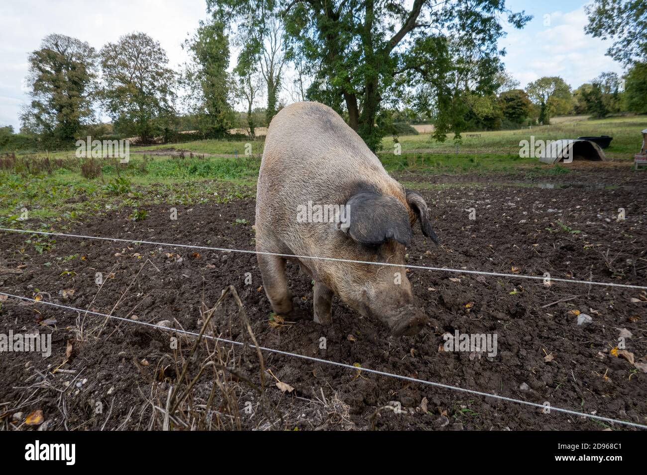 Pig in muddy pigsty Stock Photo - Alamy