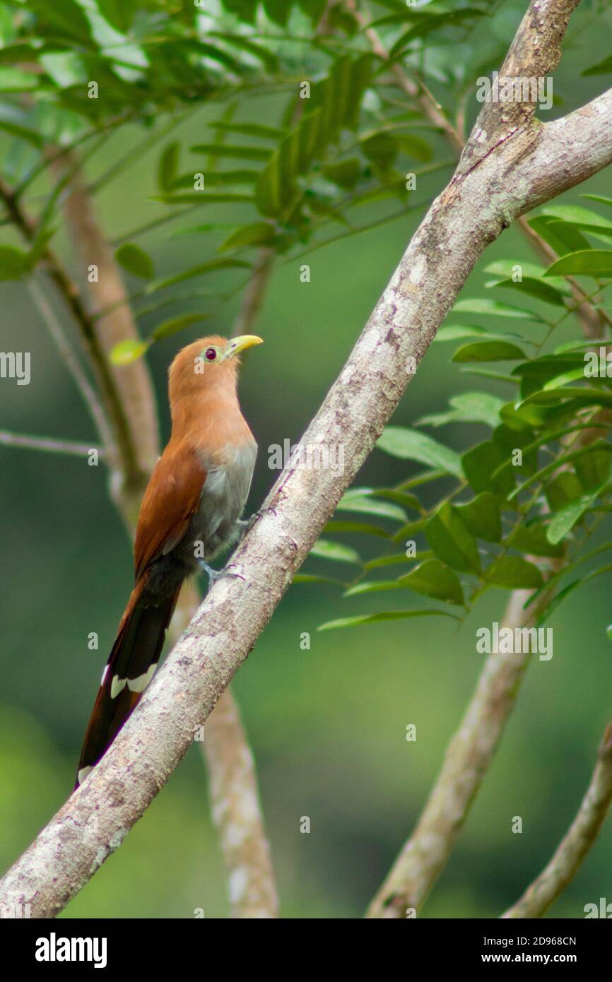 Squirrel Cuckoo, Piaya cayana, Tropical Rainforest, Costa Rica, Central ...
