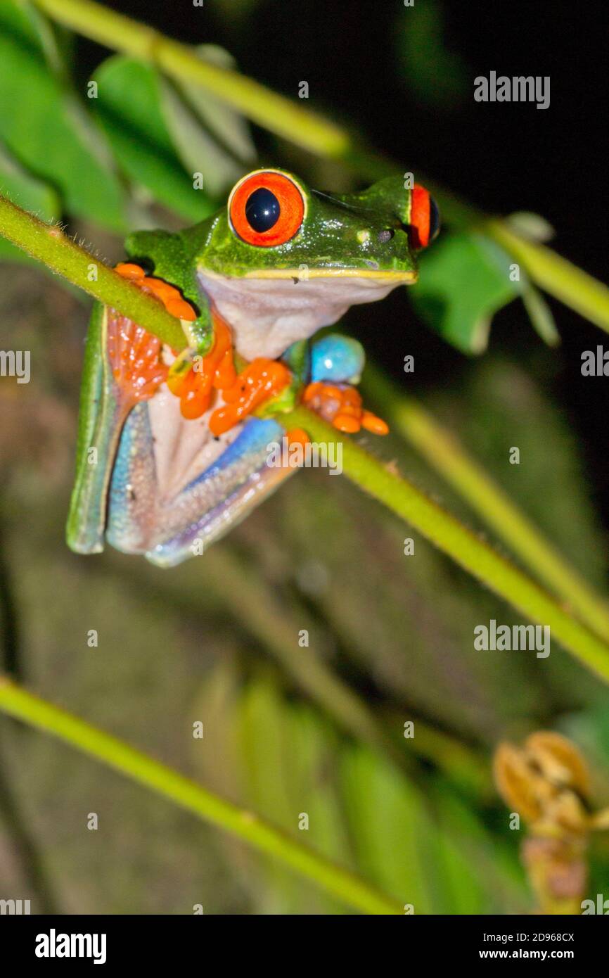 Hylid tree frog hi-res stock photography and images - Alamy