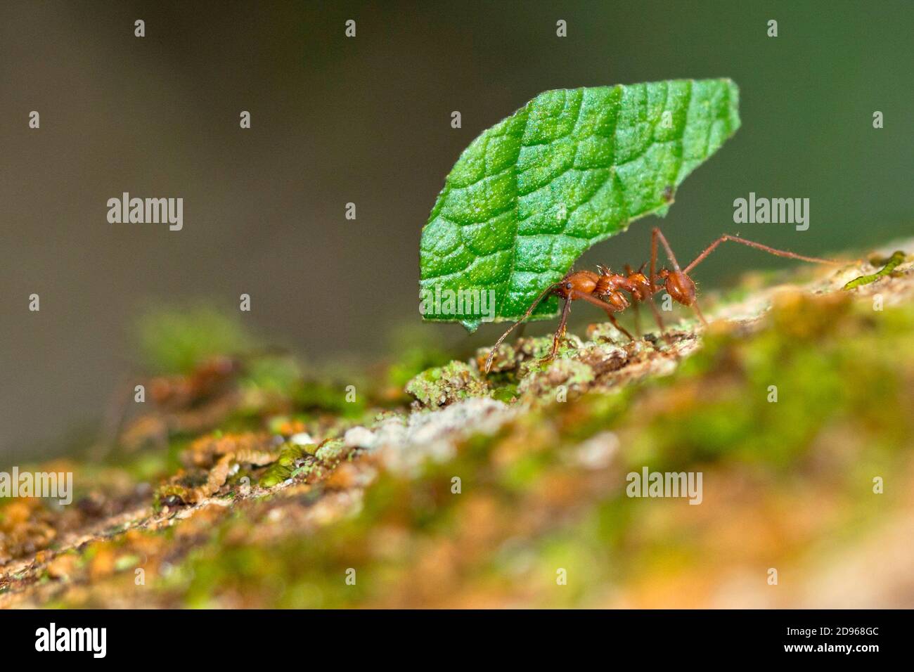 Leafcutter Ant High Resolution Stock Photography and Images - Alamy