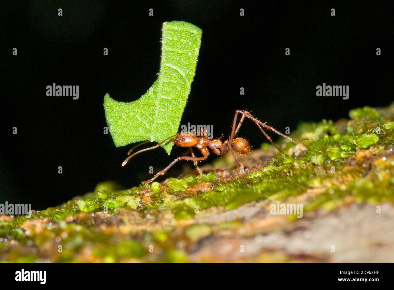 Jungle ant hi-res stock photography and images - Alamy