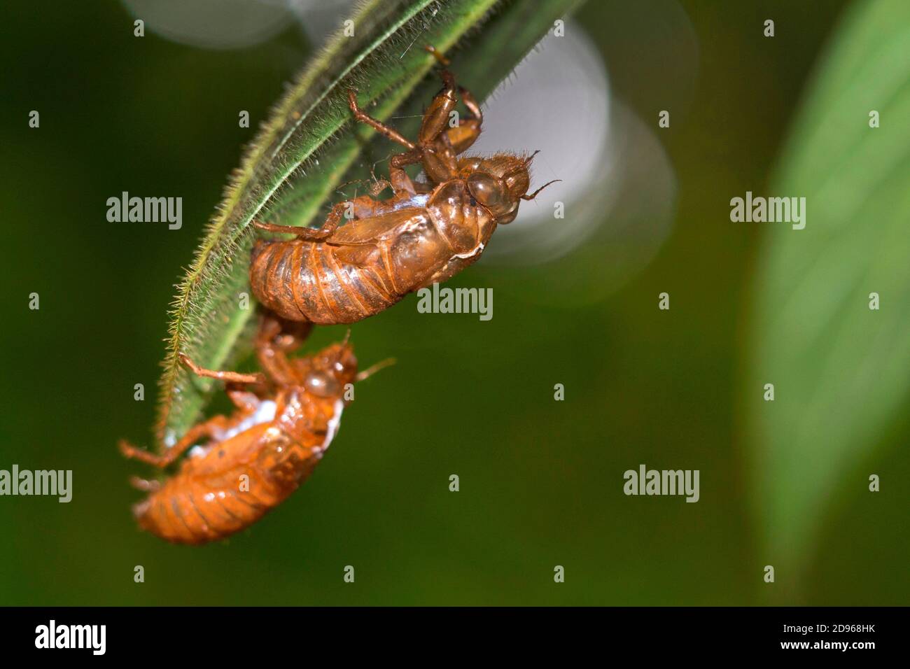 Cicada Ecdysis, Tropical Rainforest, Marino Ballena National Park ...