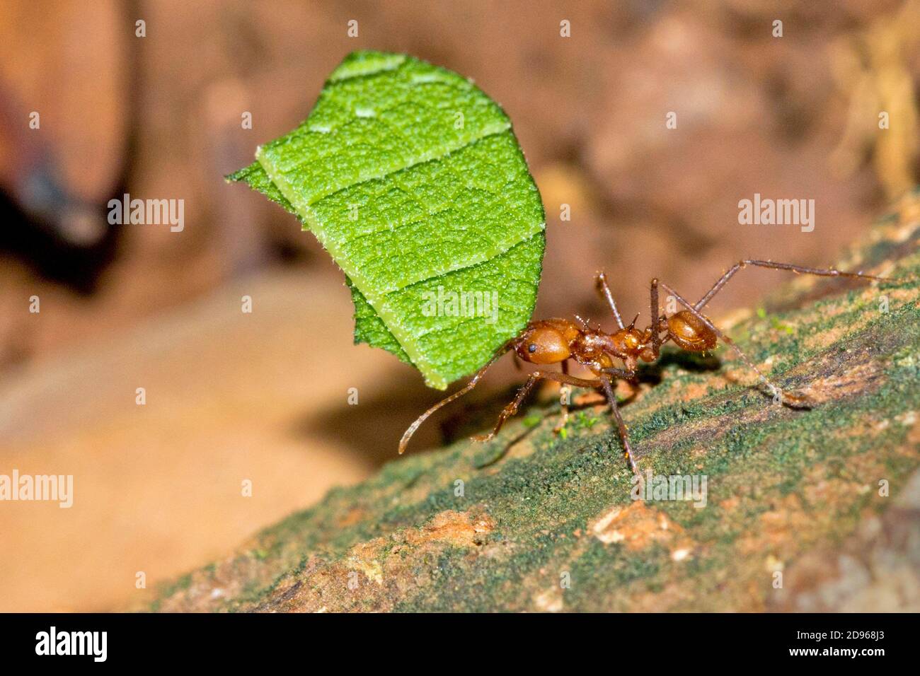 Leafcutter ant hi-res stock photography and images - Alamy