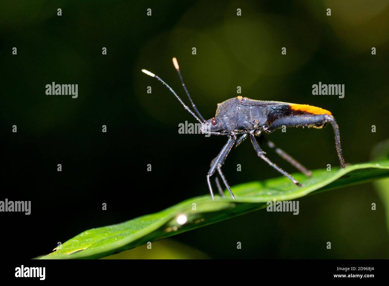 Costa rica hemiptera heteroptera hi-res stock photography and images ...