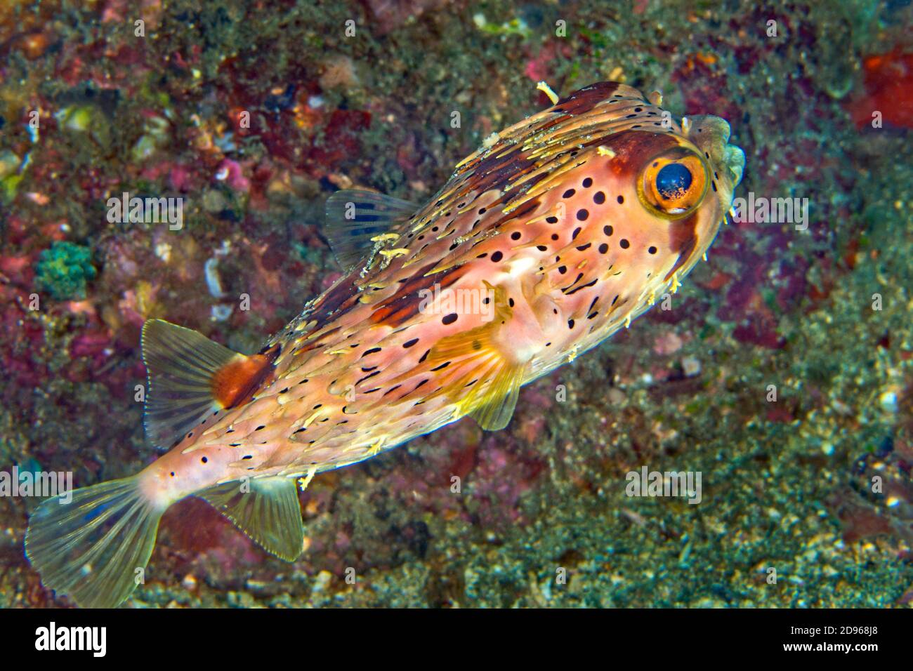 Diodon Holocanthus High Resolution Stock Photography and Images - Alamy