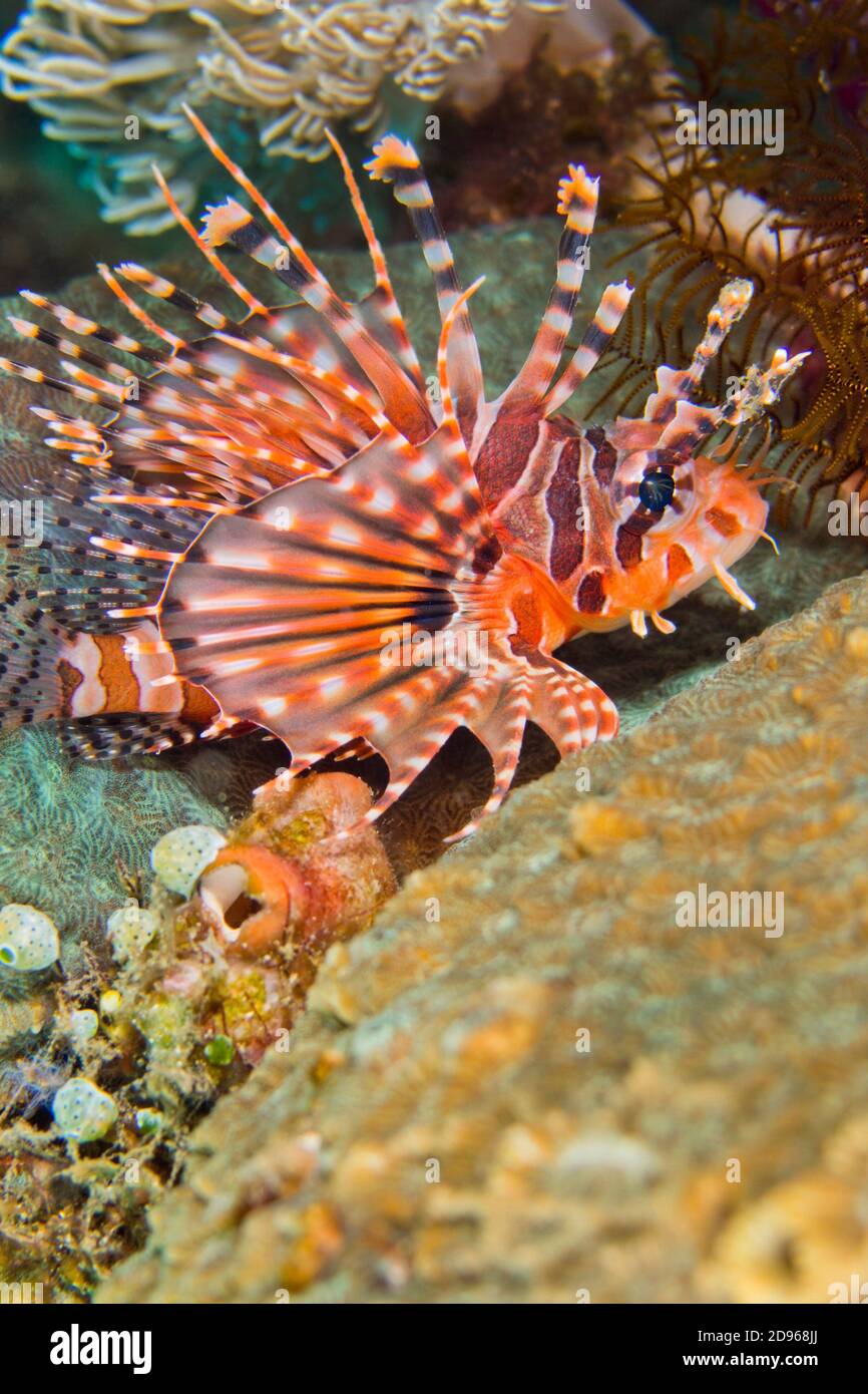 Antennata Lionfish High Resolution Stock Photography and Images - Alamy