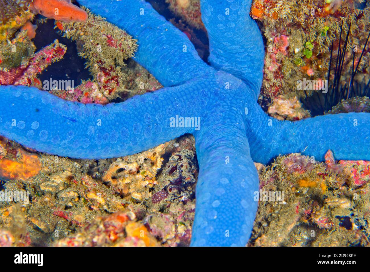 Deep Water Starfish High Resolution Stock Photography and Images - Alamy