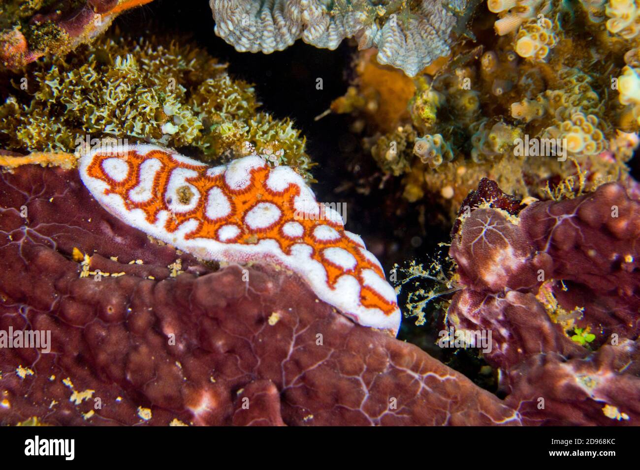 Sea Slug, Nudibranch, Lembeh, North Sulawesi, Indonesia, Asia Stock ...