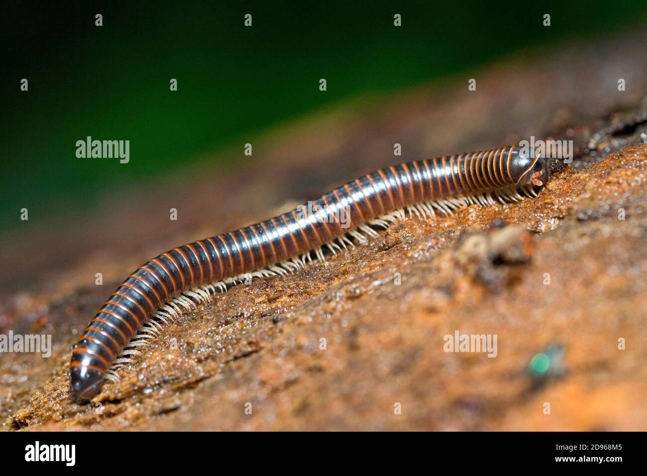 Polydesmida millipede hi-res stock photography and images - Alamy