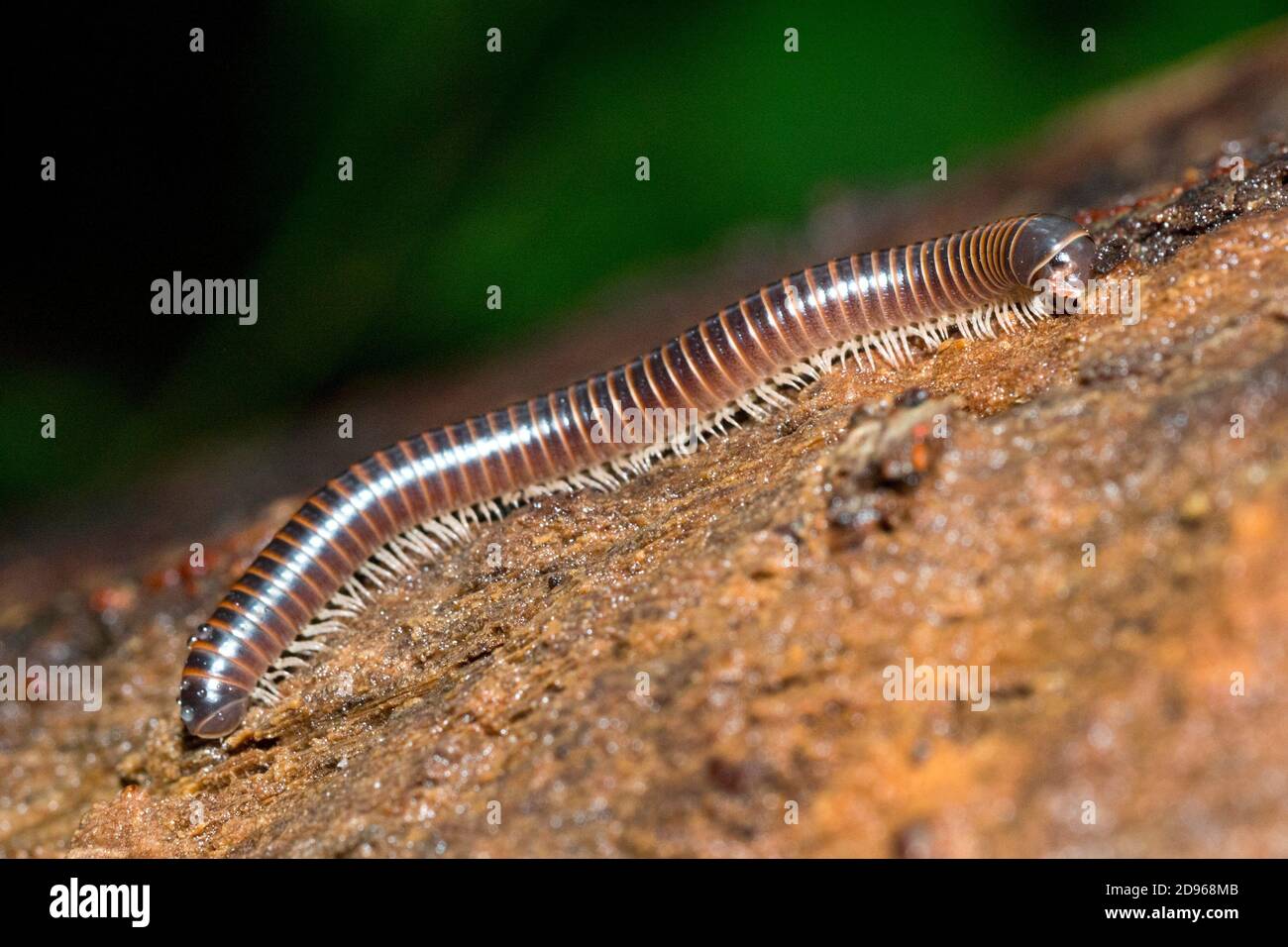 Diplopoda millipede hi-res stock photography and images - Alamy