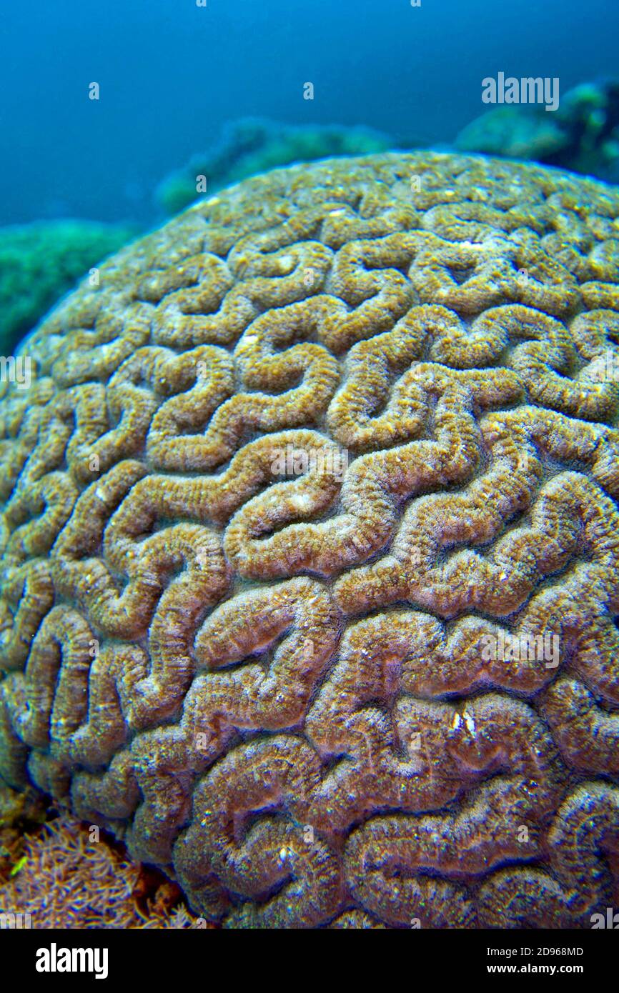 Boulder brain coral hi-res stock photography and images - Alamy