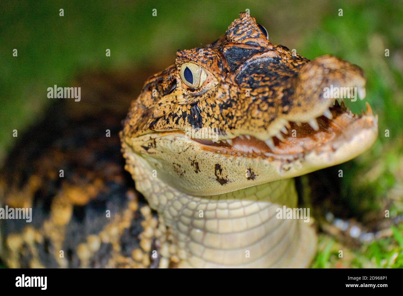 The white caiman hi-res stock photography and images - Alamy