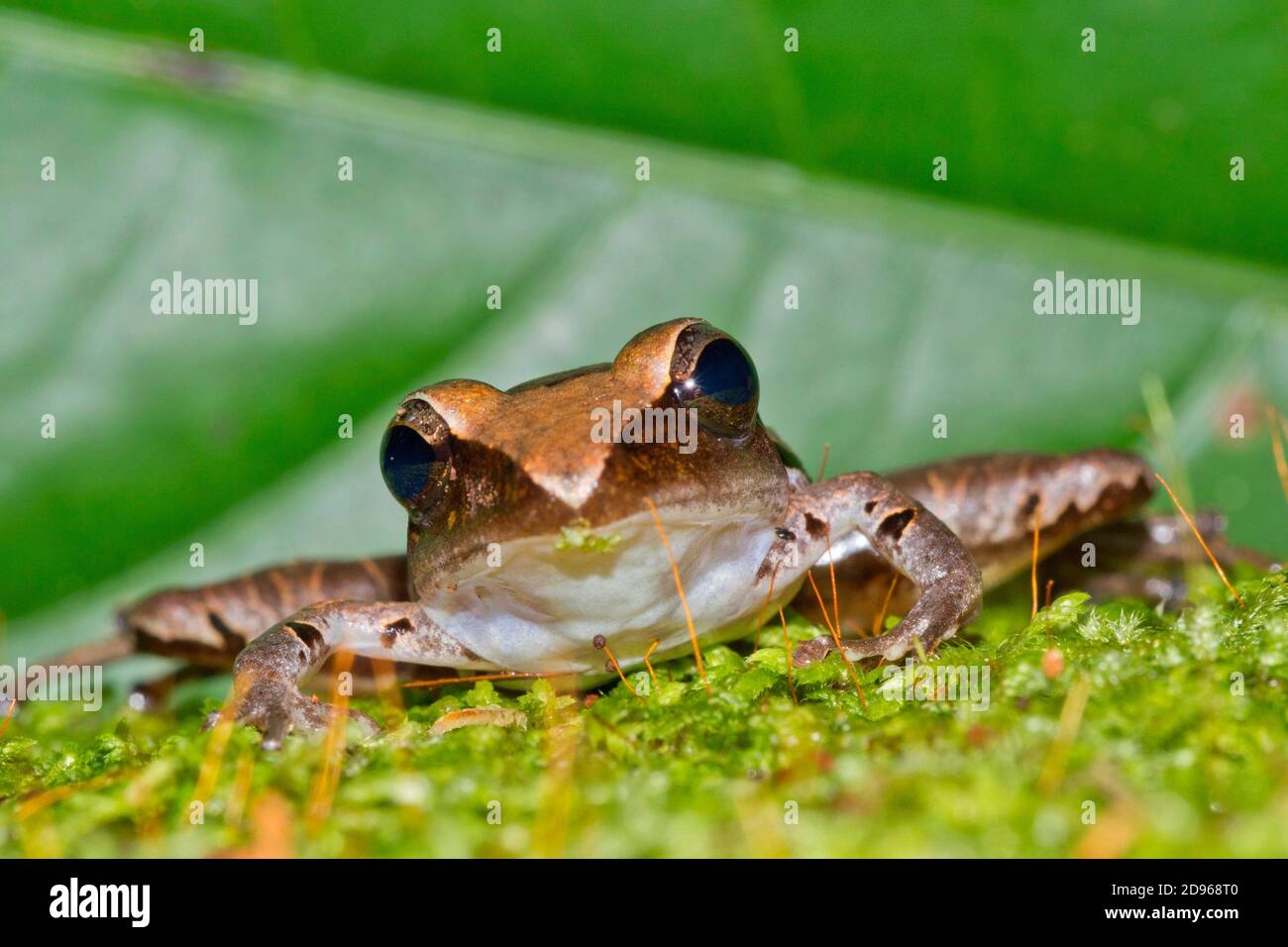 Craugastor noblei hi-res stock photography and images - Alamy