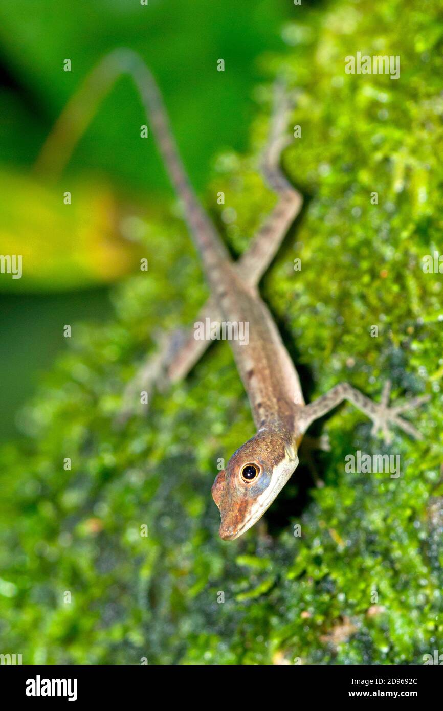 Rainforest lizard hi-res stock photography and images - Alamy