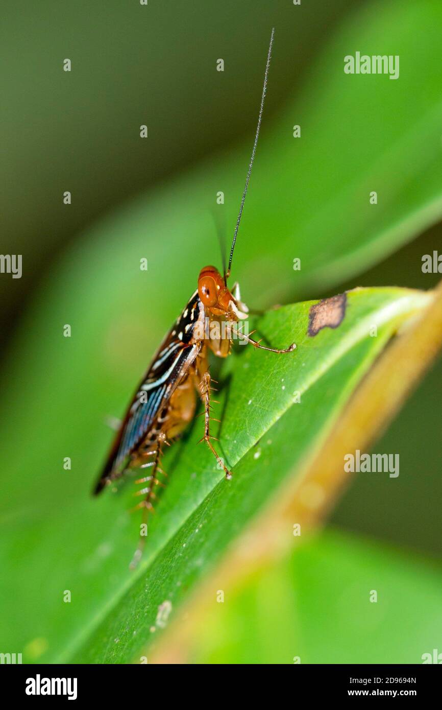 Tropical Cockroach, Tropical Rainforest, Costa Rica, Central America ...