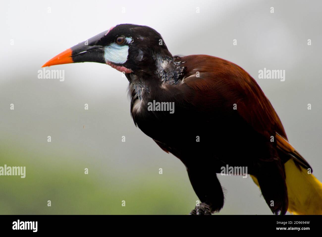 Montezuma oropendola hi-res stock photography and images - Alamy