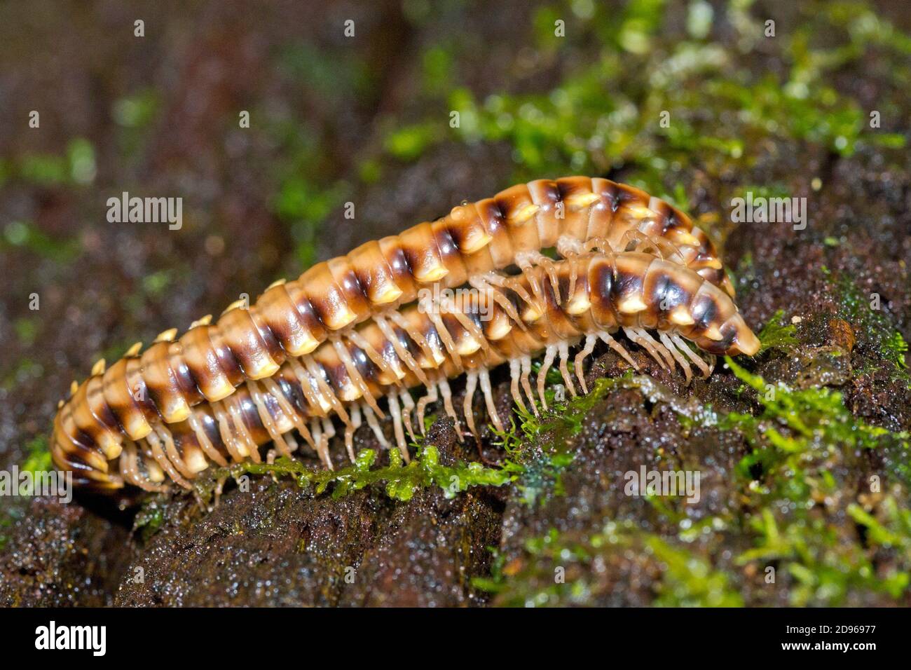 Diplopoda hi-res stock photography and images - Alamy
