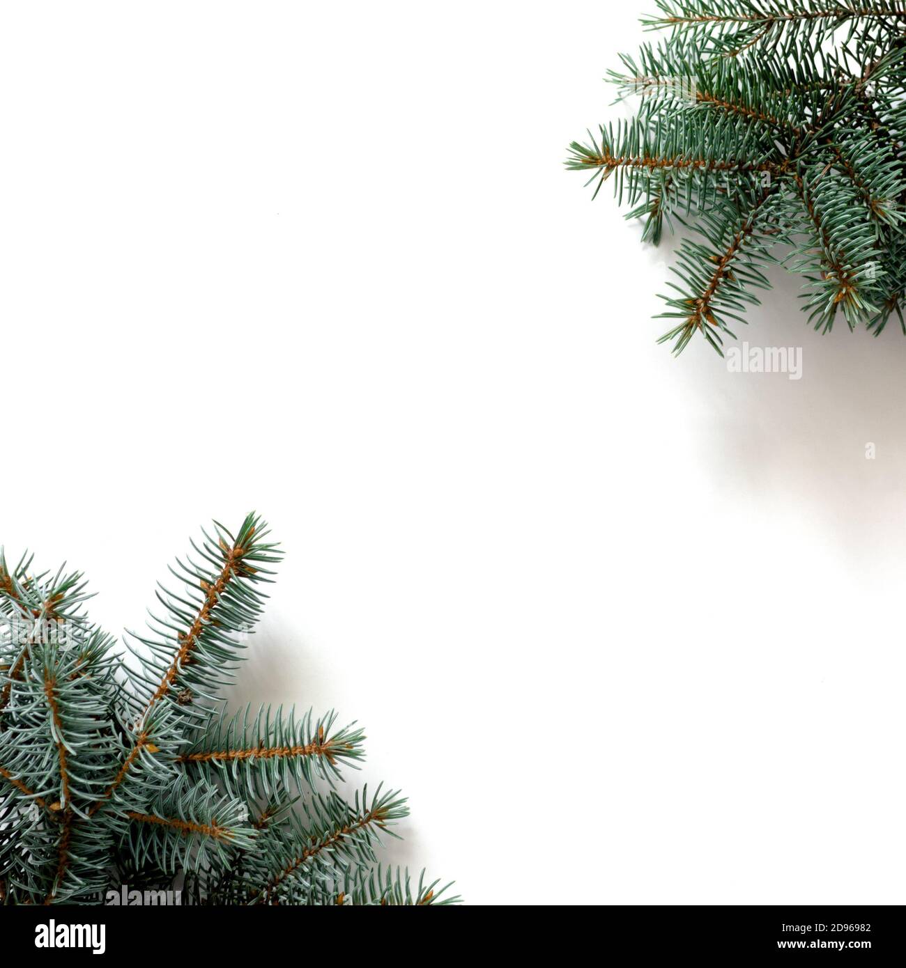 Border frame made from conifer tree branches on a white background ...