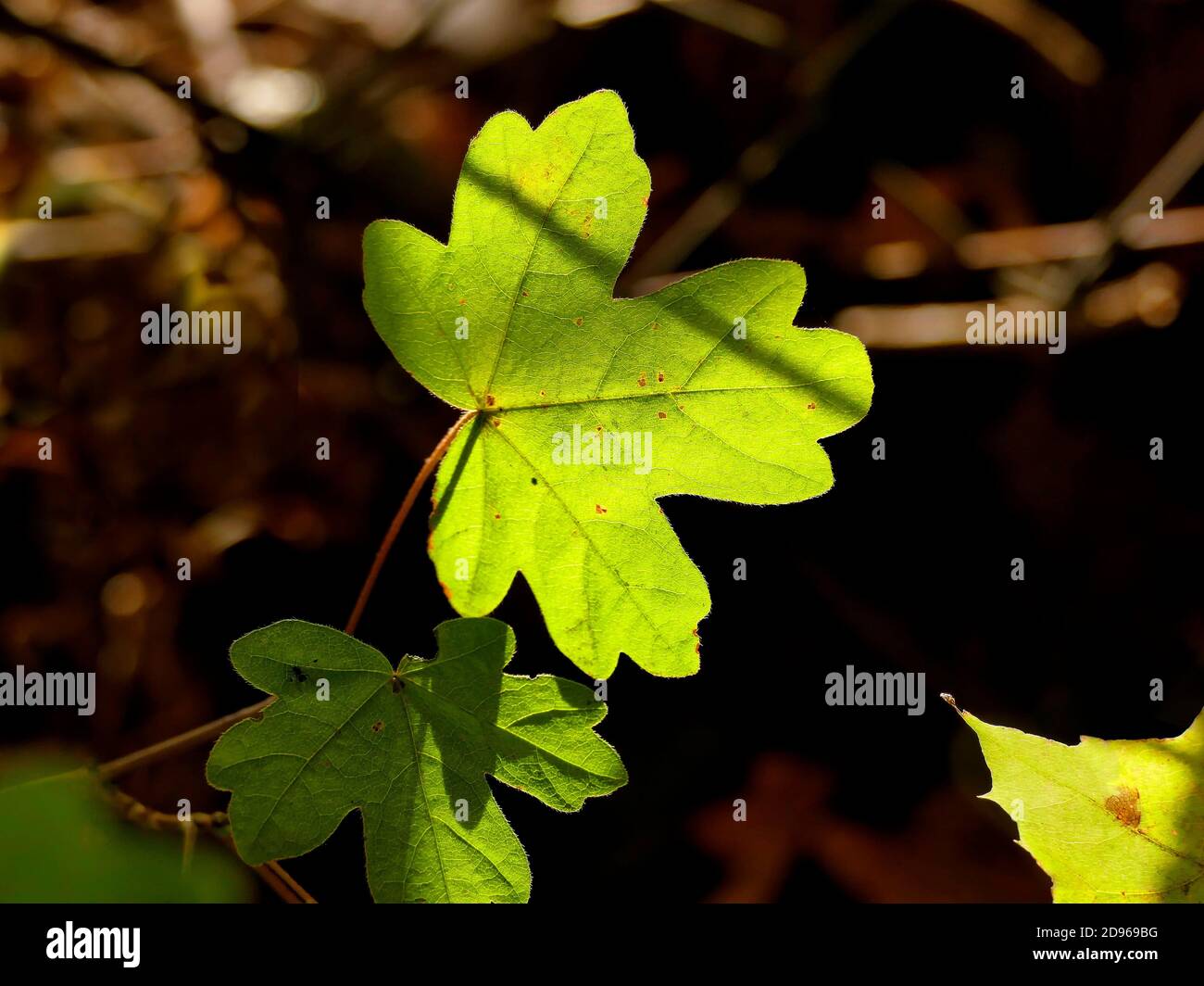 Shiny maple leaf hi-res stock photography and images - Alamy