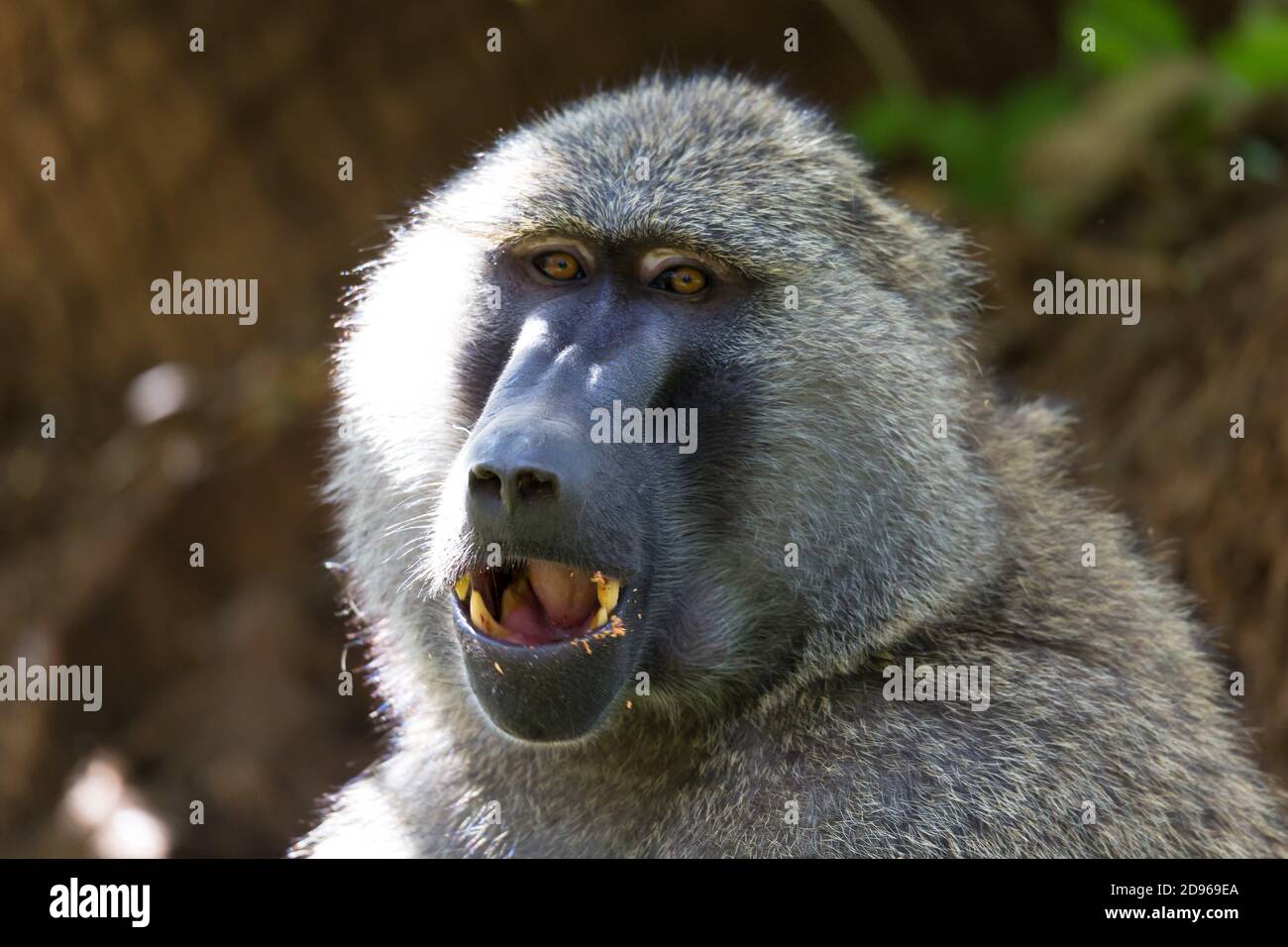 Hand of a baboon hi-res stock photography and images - Alamy