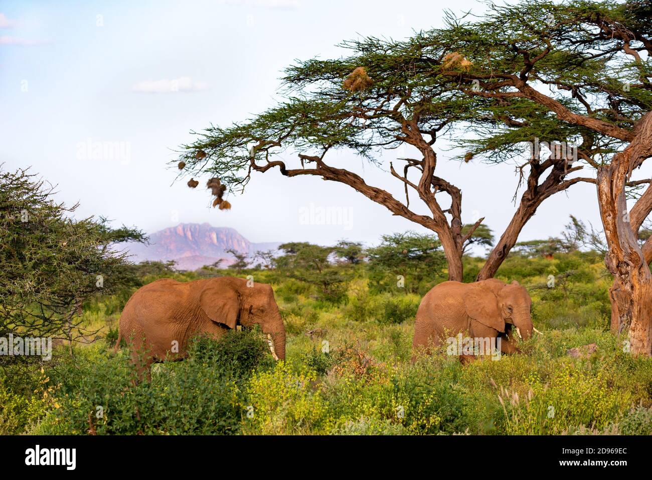 One elephant hi-res stock photography and images - Alamy