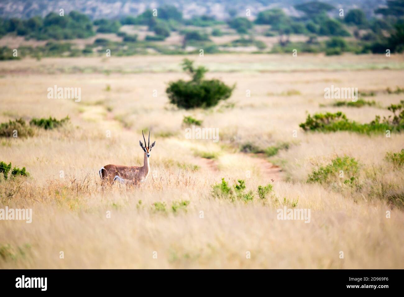 Antelope eye hi-res stock photography and images - Alamy