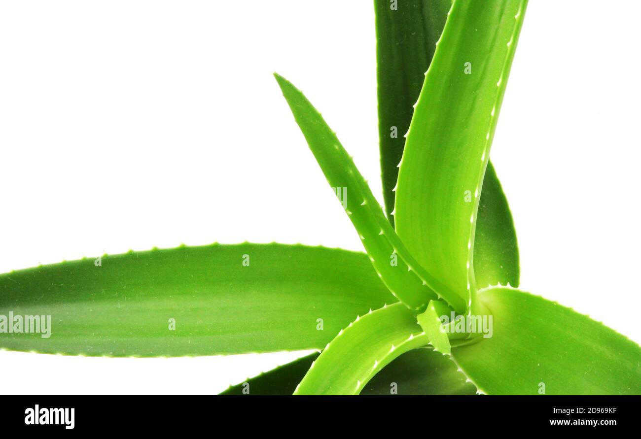 Genus aloe hi-res stock photography and images - Alamy