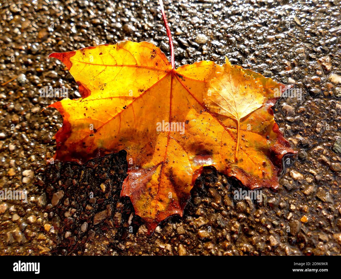 Wet maple hi-res stock photography and images - Alamy