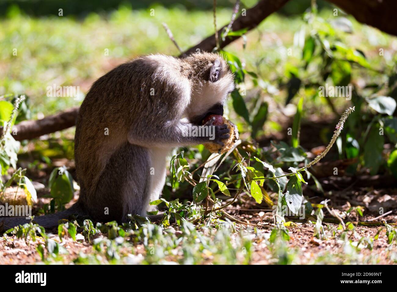 Monkey Eating Apple High Resolution Stock Photography and Images - Alamy