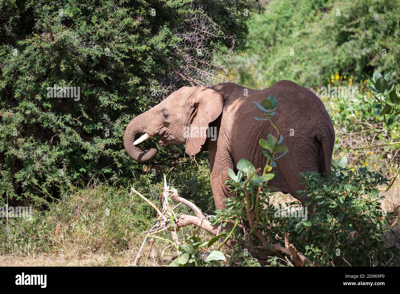 One elephant hi-res stock photography and images - Alamy