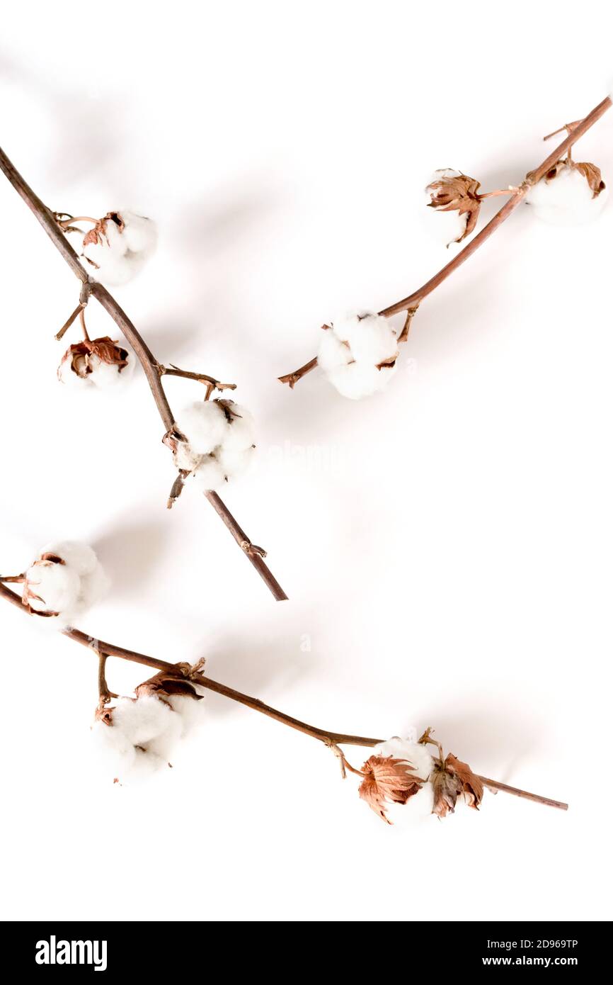 Cotton branches texture on Cut Out Stock Images & Pictures - Alamy