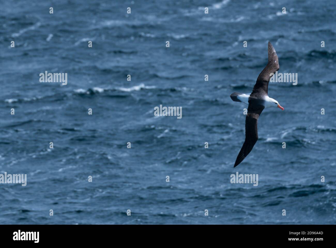 Antarctica beagle channel hi-res stock photography and images - Alamy