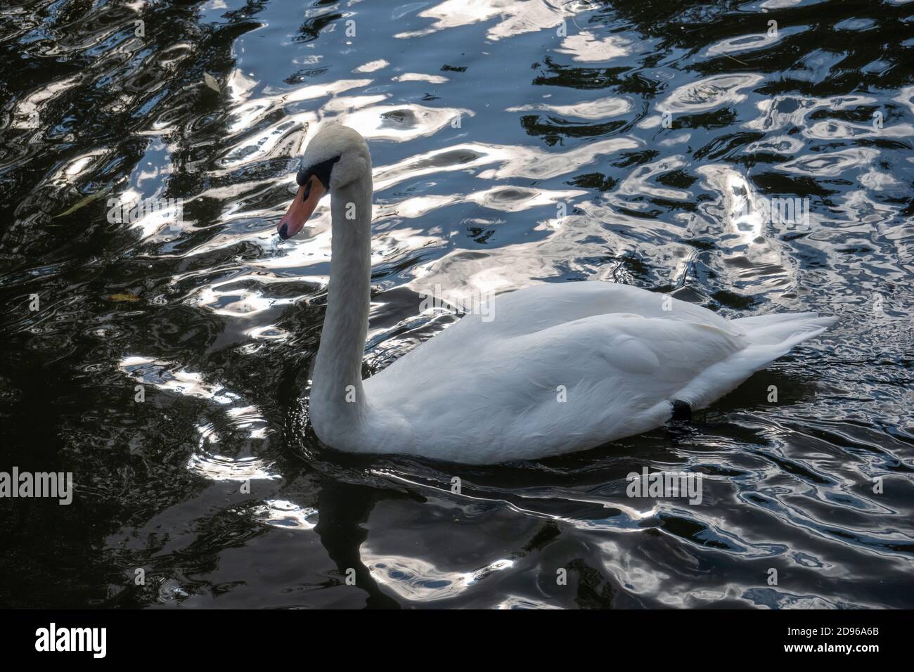 White Swan on the Kennet and Avon Canal Stock Photo - Alamy