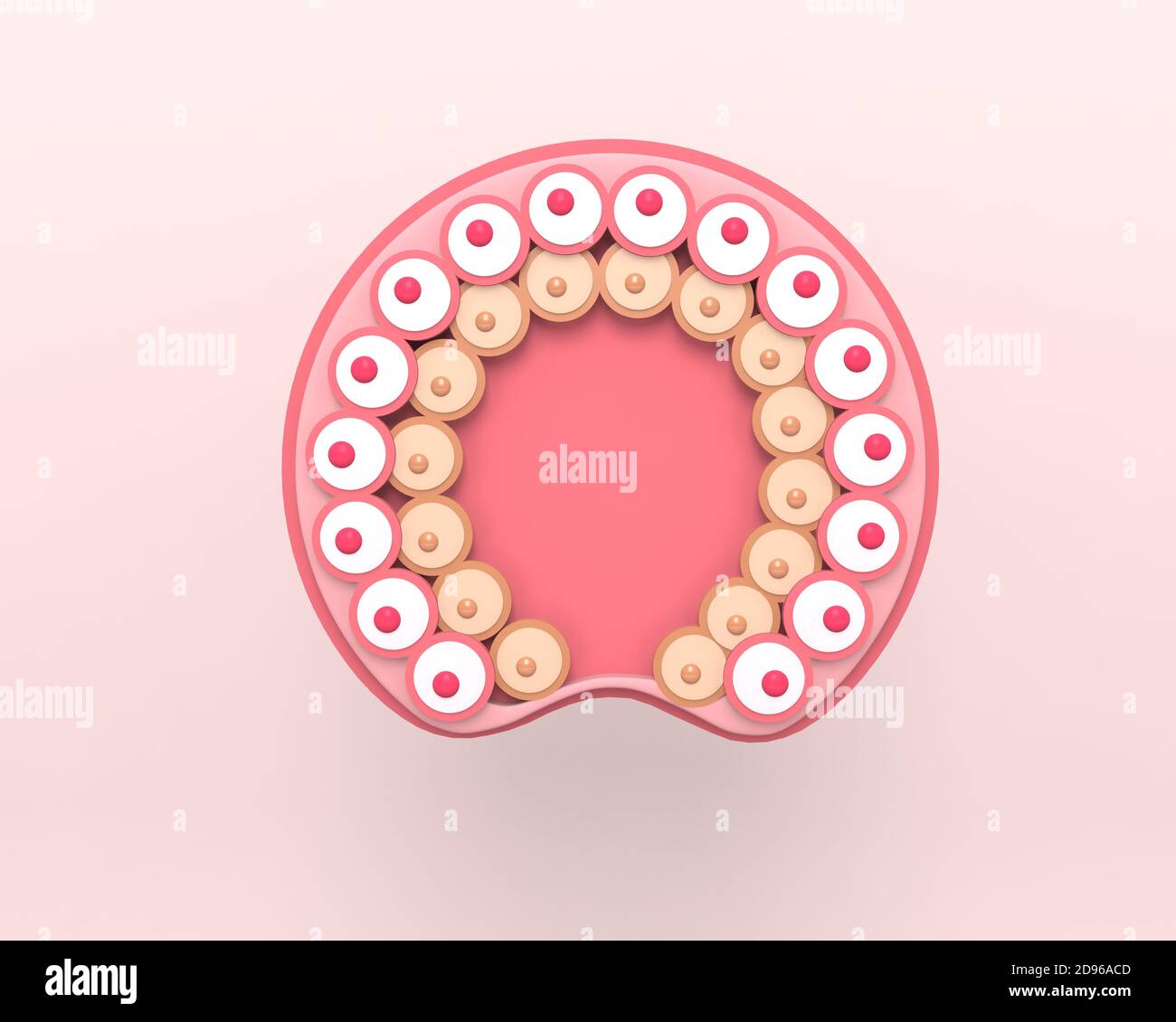 Endoderm hi-res stock photography and images - Alamy