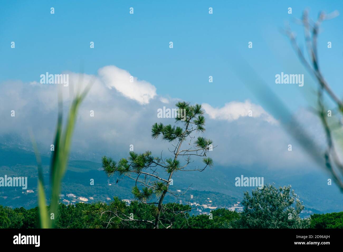 Tree with mountains and cloudy sky in background Stock Photo - Alamy