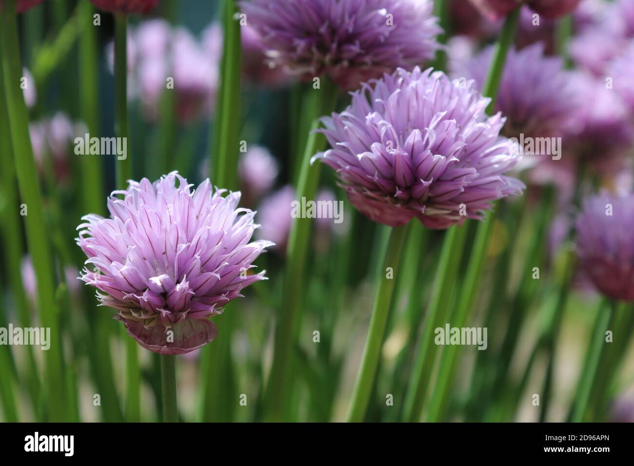 Onion chive flowers hi-res stock photography and images - Alamy