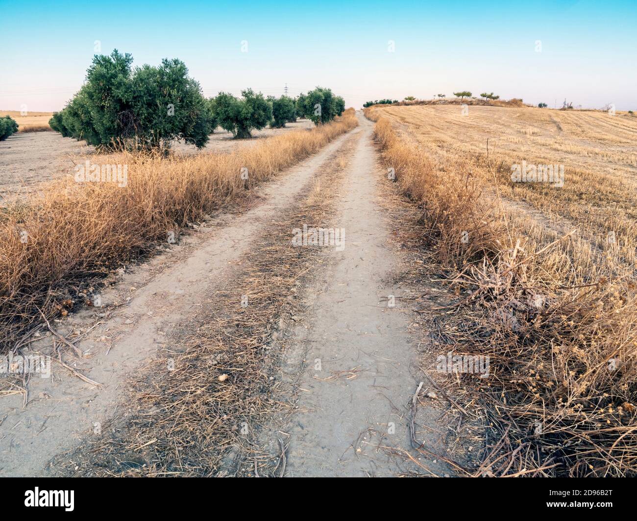 Pathway, stublle and olive trees in Pinto. Madrid. Spain. Europe Stock ...