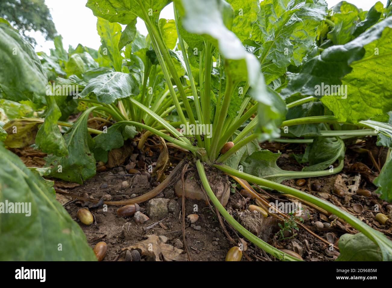 Root Vegetable crop in a large field Stock Photo - Alamy