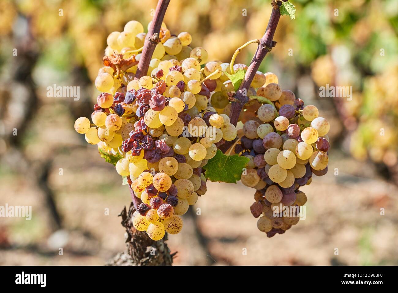 Semillon Grapes