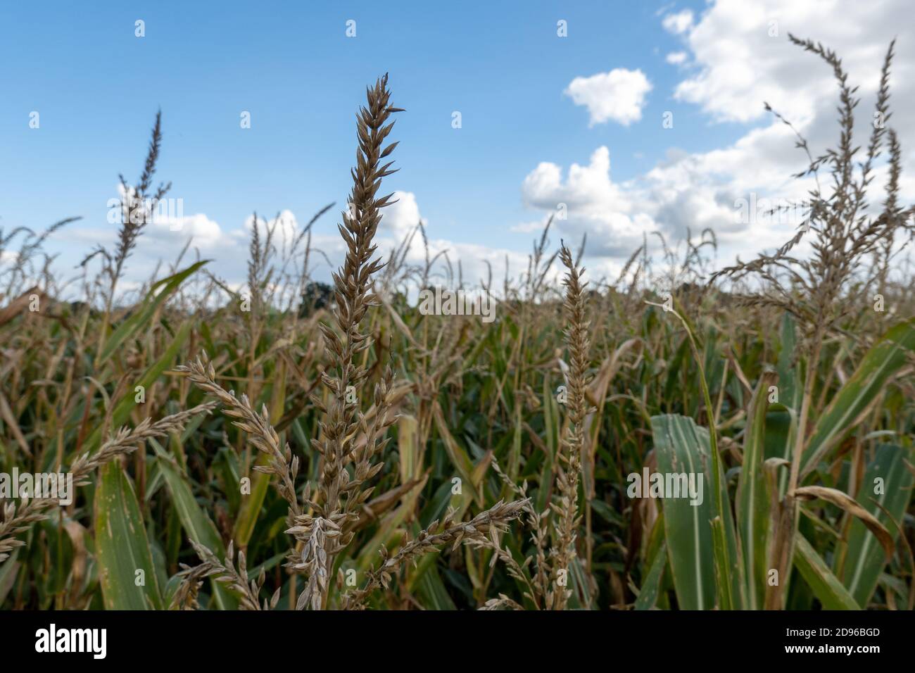 field of sweetcorn Stock Photo - Alamy