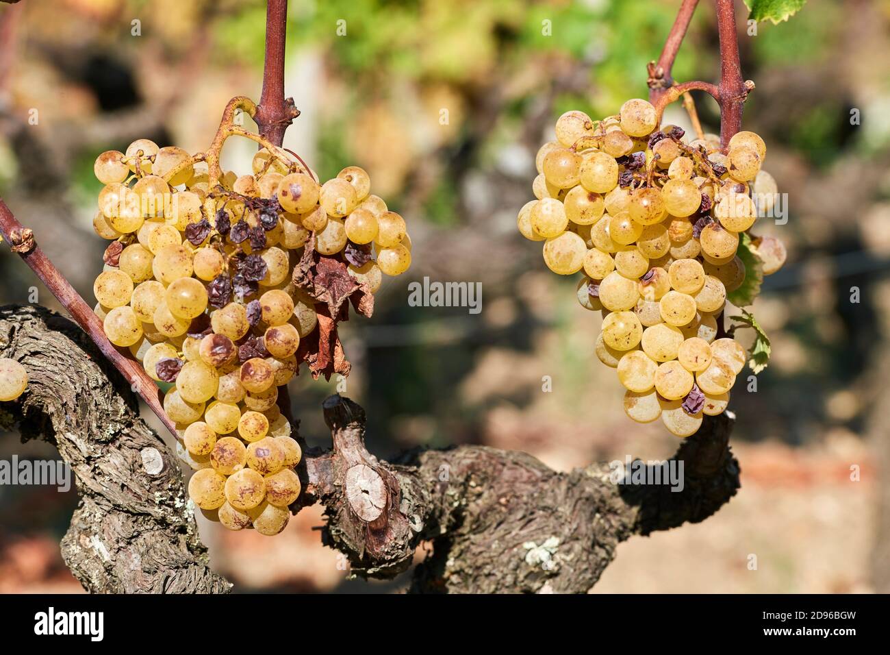 Semillon Grapes
