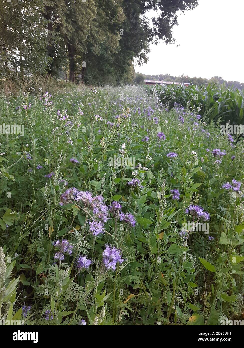 Vertical closeup shot of bee forage plant purple foundation Stock Photo ...